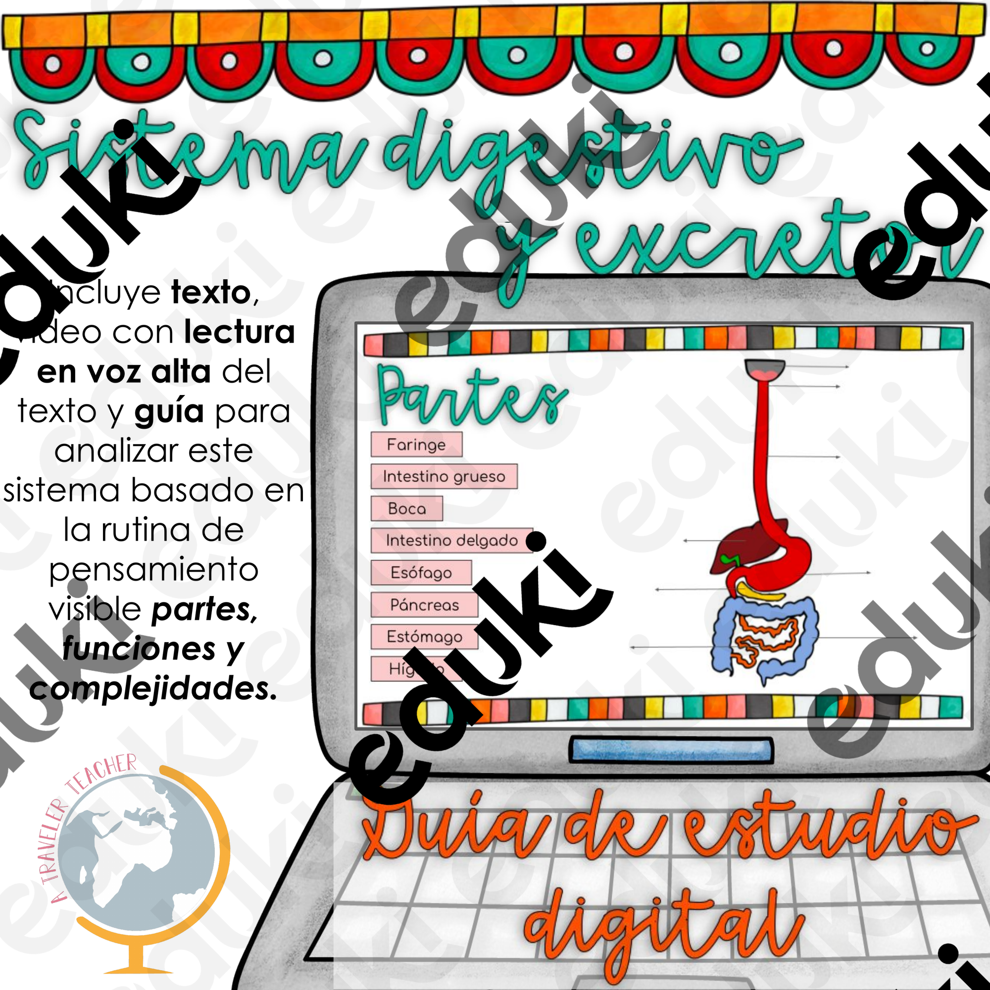 El sistema digestivo excretor guía analizar sus partes, funciones y ...