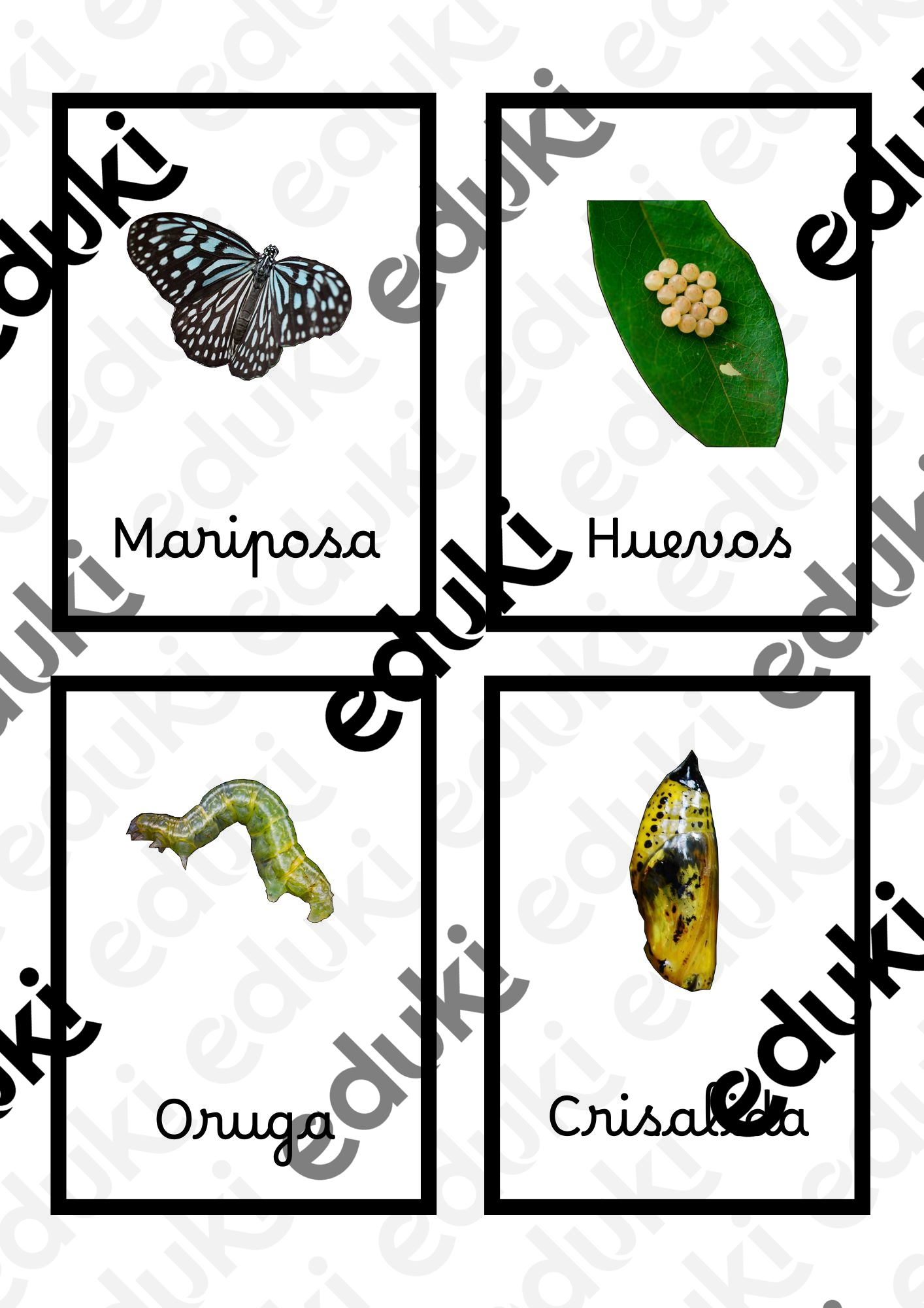 Tarjetas Montessori Mariposa - material de la siguiente asignatura ...