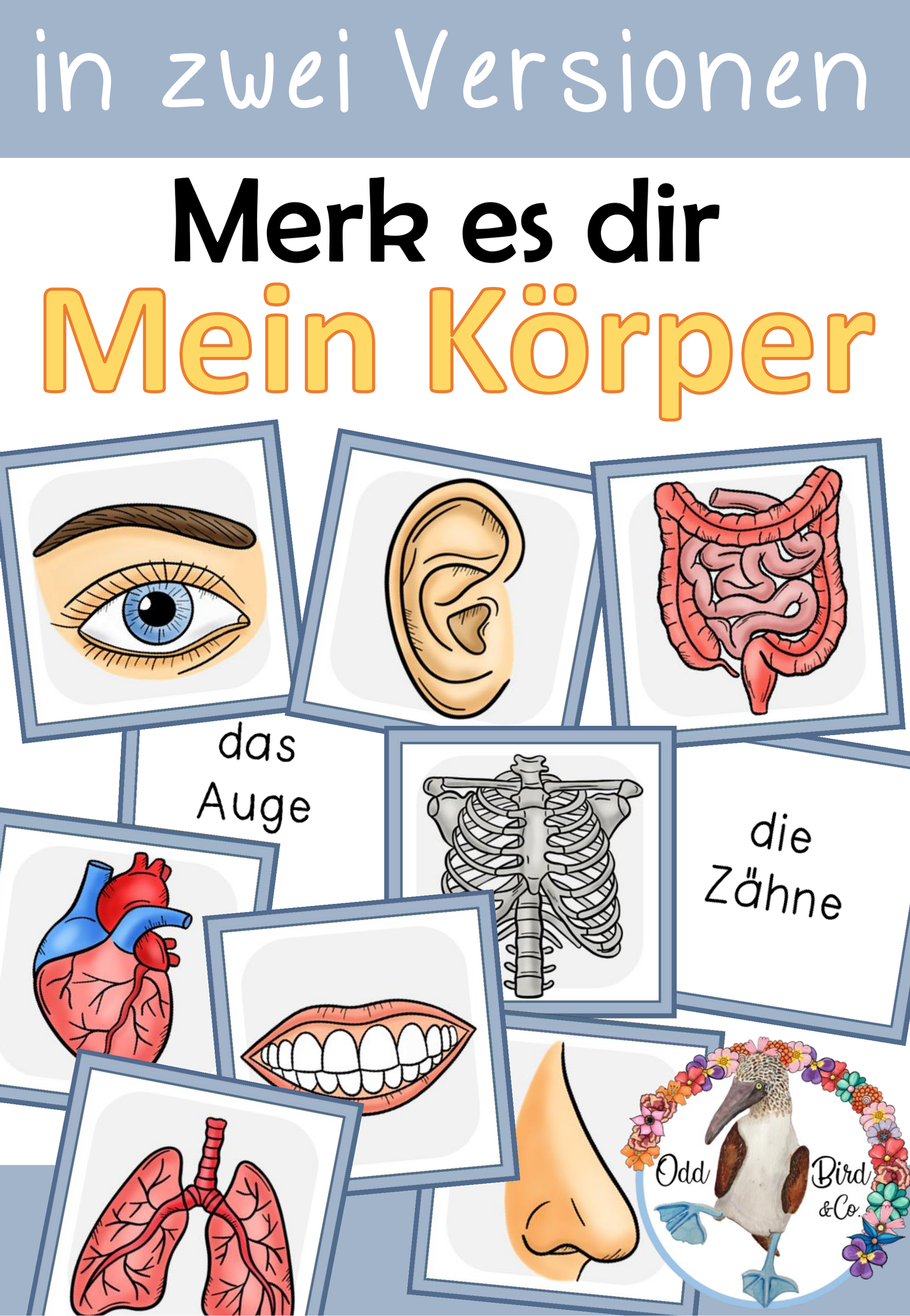 Körper & Organe - Merk es dir - Legespiel in zwei Versionen ...