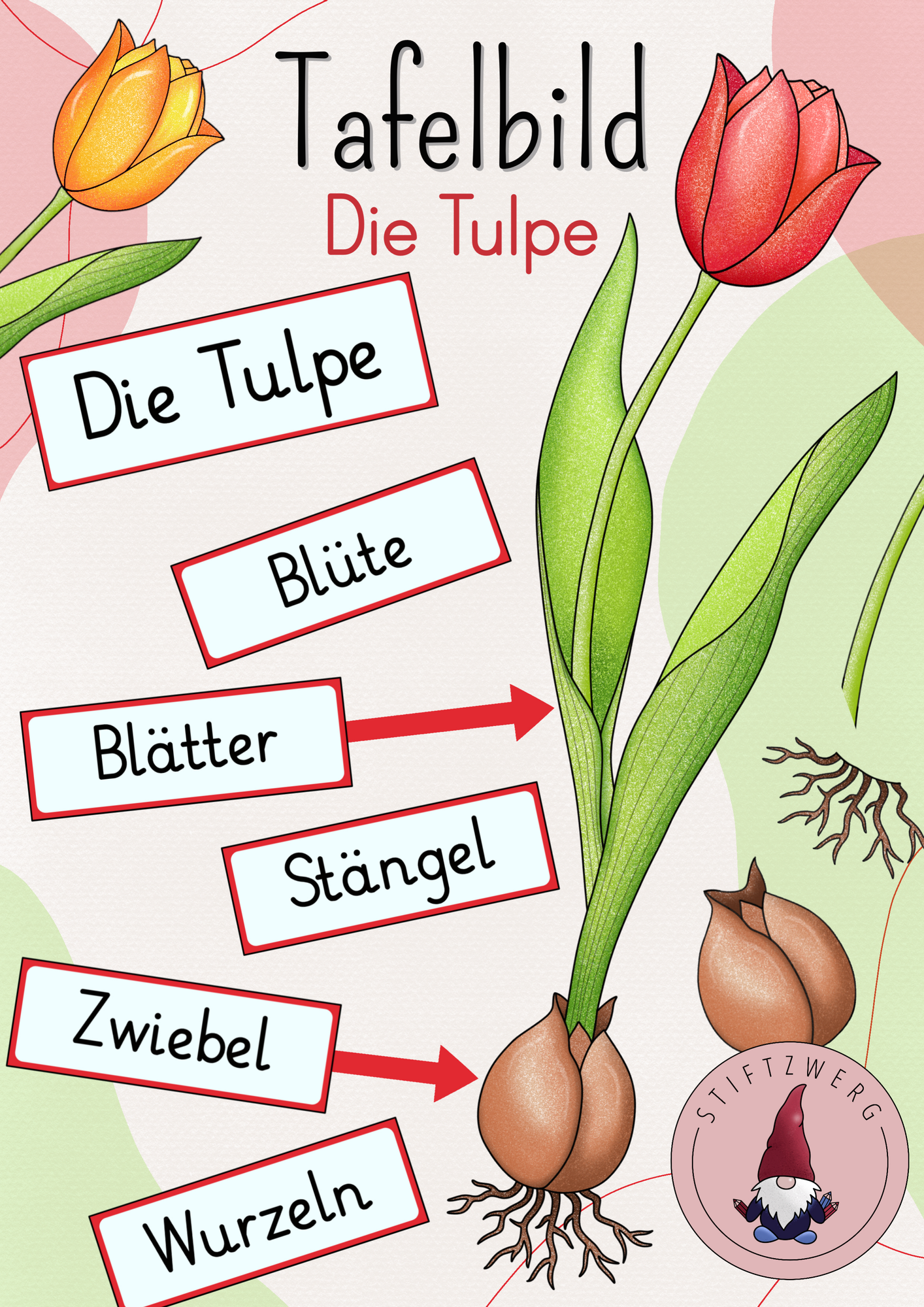 Tulpe Mit Beschriftung