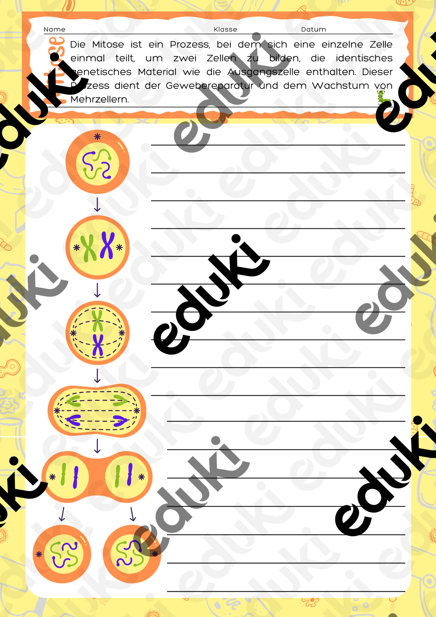 Mitose Arbeitsblatt 🧬🔬 – Unterrichtsmaterial im Fach Biologie