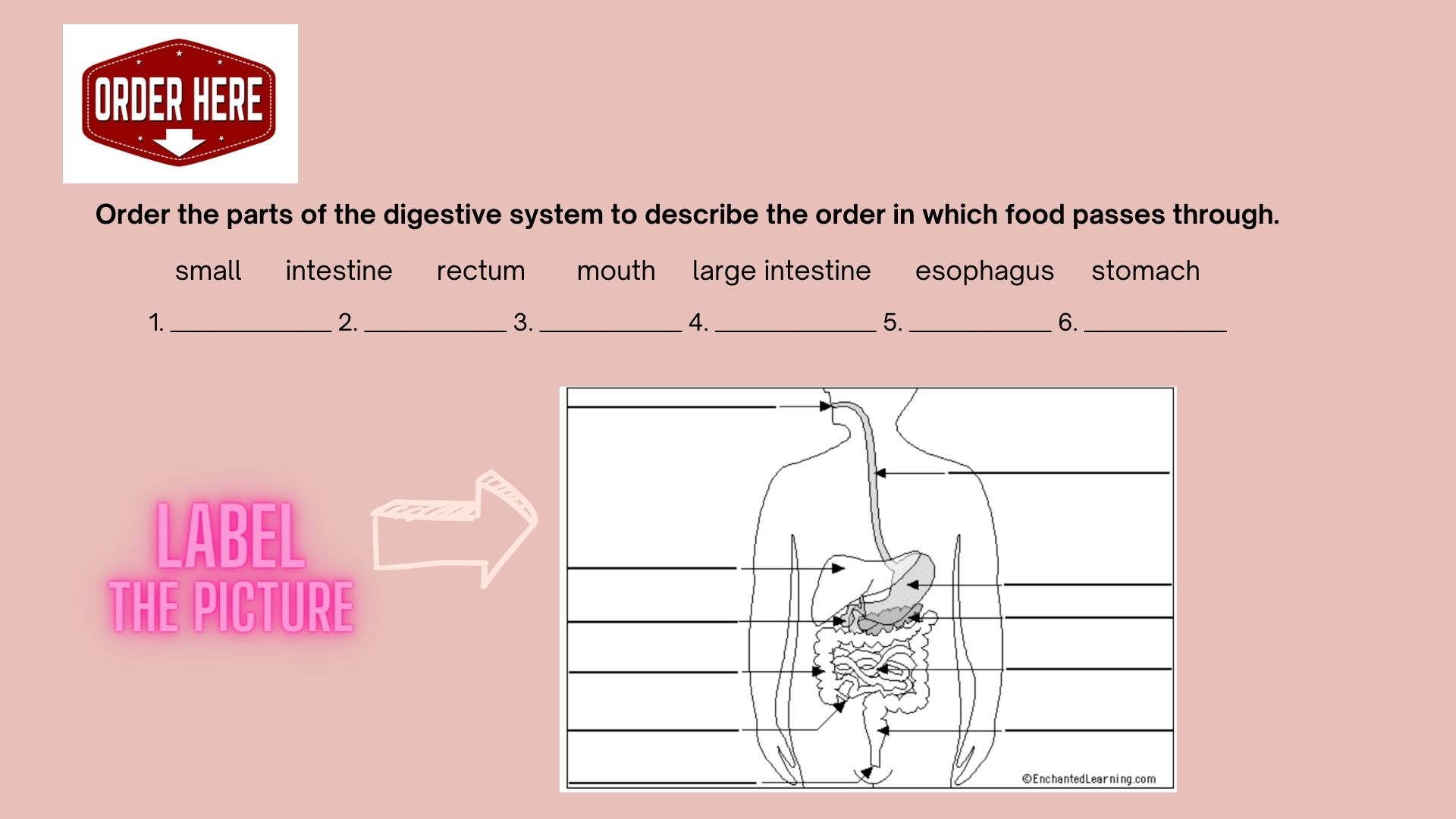 EXERCISES ABOUT DIGESTIVE SYSTEM - material de la siguiente asignatura ...