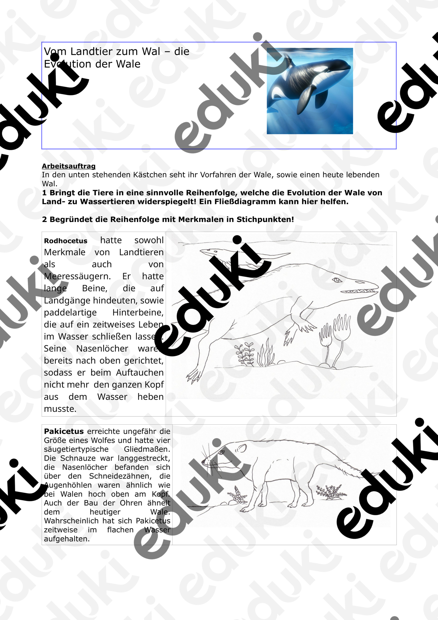 Evolution der Wale – Unterrichtsmaterial im Fach Biologie