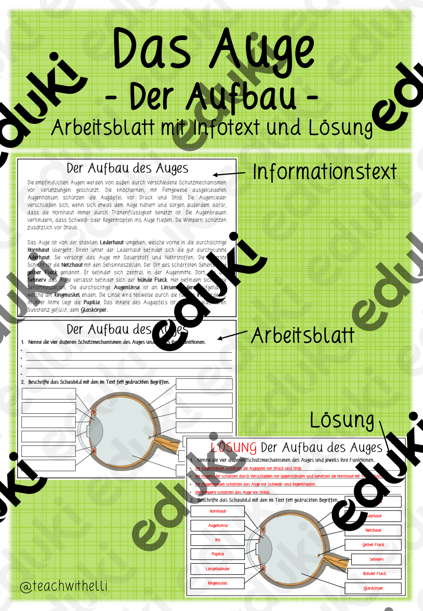 Das Auge Arbeitsblatt Losung