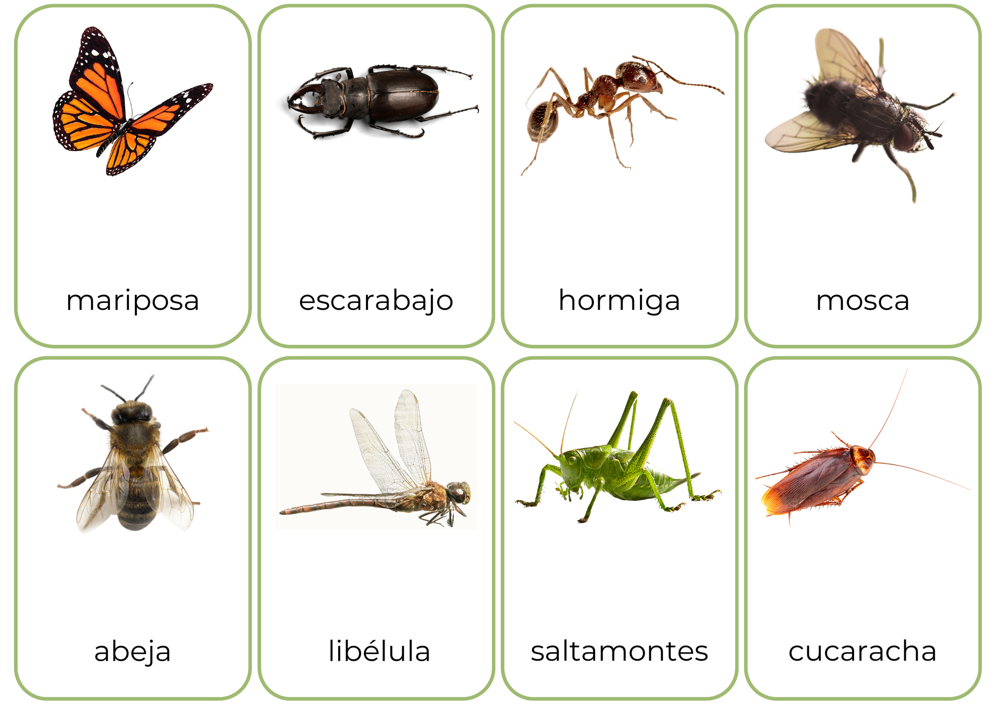 Tarjetas insectos - material de la siguiente asignatura Ciencias naturales
