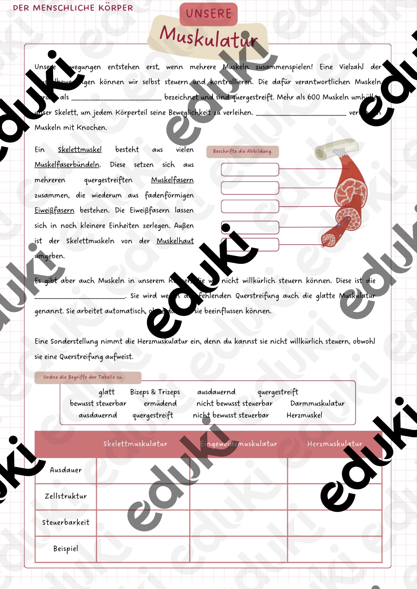 Muskelsystem - Muskelarten Arbeitsblatt – Unterrichtsmaterial im Fach ...