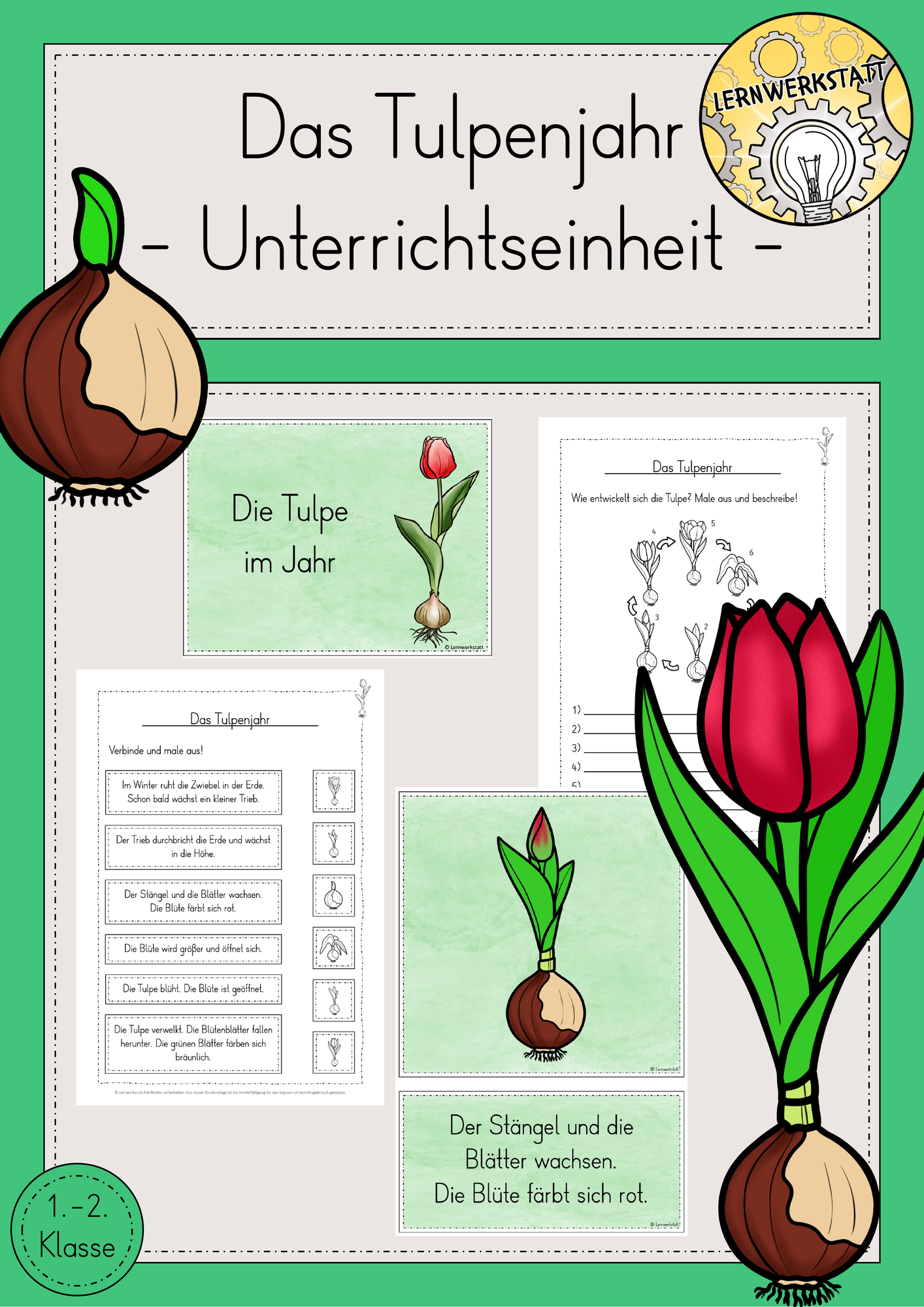 Tulpenjahr Frühblüher Unterrichtseinheit – Unterrichtsmaterial im Fach ...