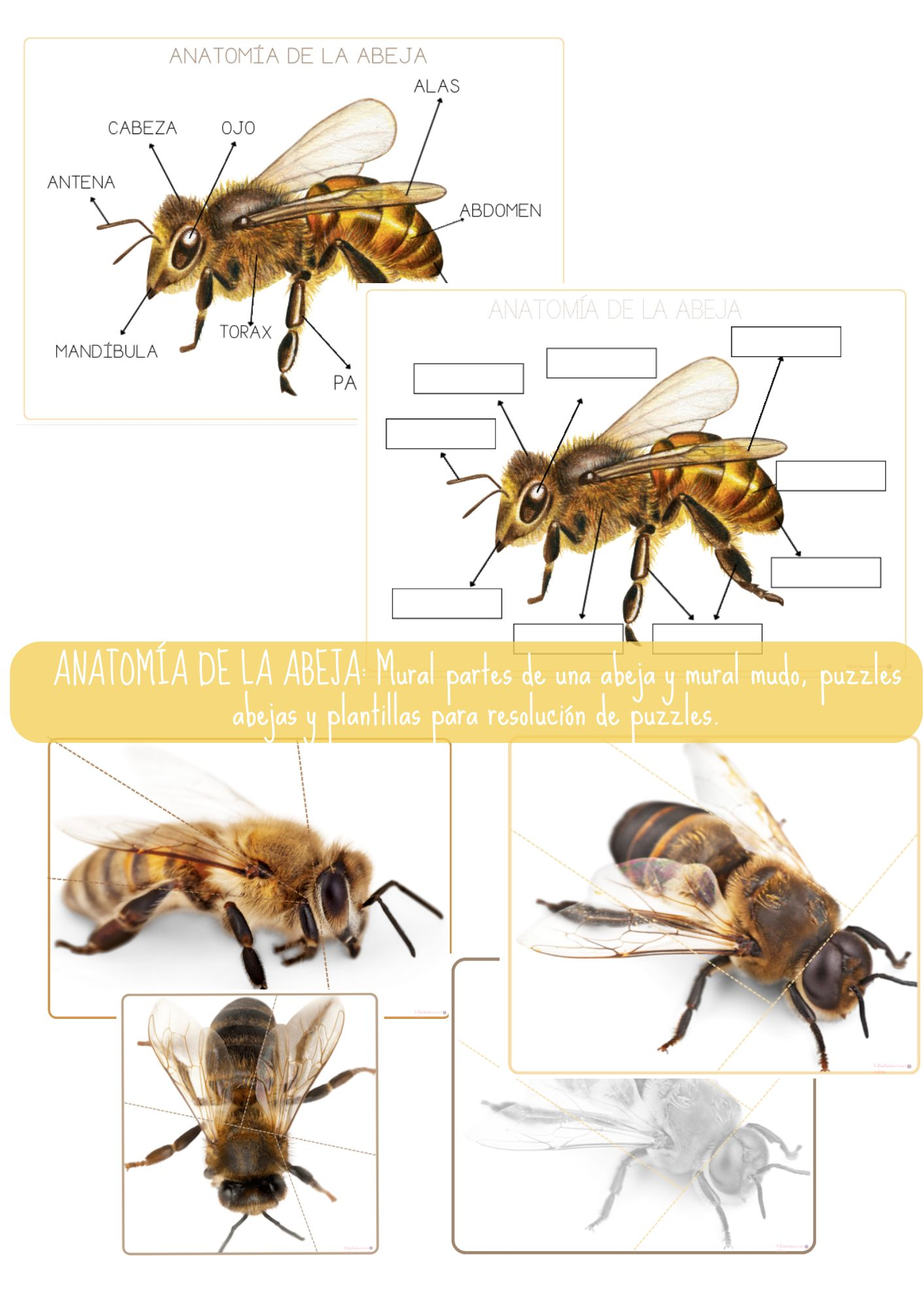 ABEJAS: Características de las abejas. Diagramas y puzzles. - material ...