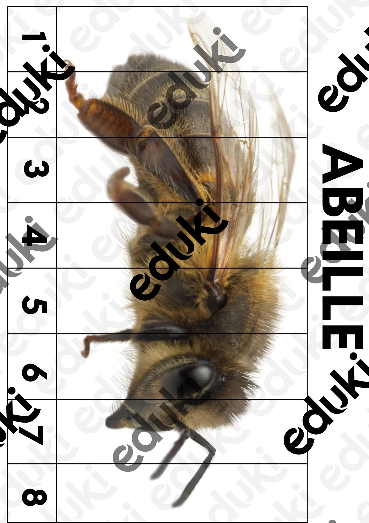 puzzle numération insectes - Ressource pédagogique pour ton cours de ...