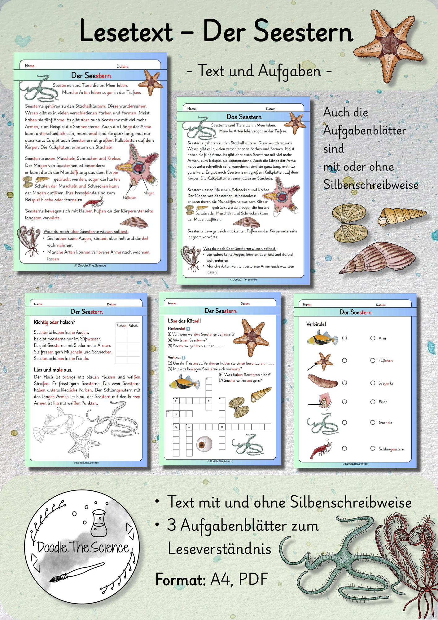 Der Seestern - Lesetext und Aufgaben zum Leseverständnis ...