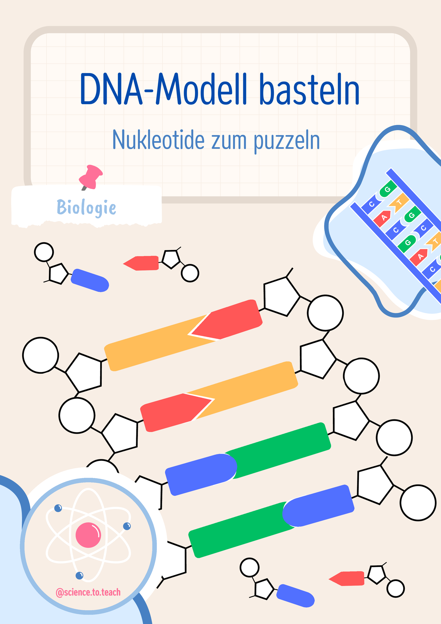 DNA-Modell - Nukleotide für einen DNA-Doppelstrang ...