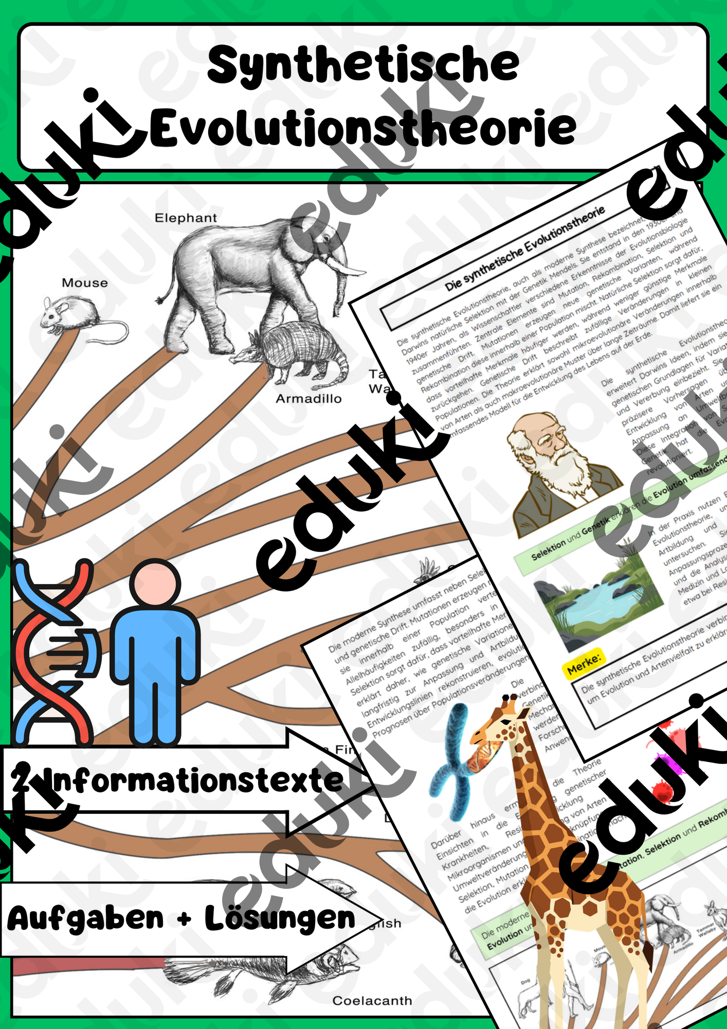 Die Synthetische Evolutionstheorie – Unterrichtsmaterial im Fach Biologie