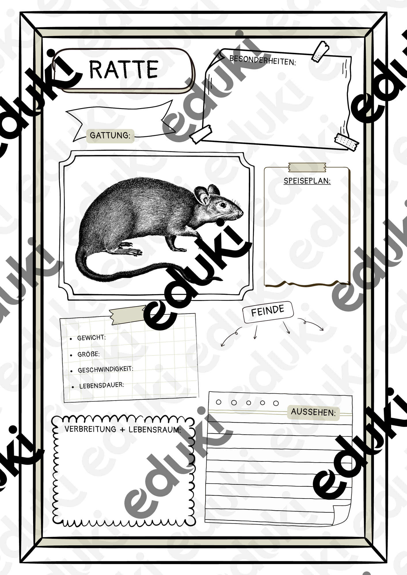 Steckbrief zur Ratte (2 Versionen) – Unterrichtsmaterial im Fach Biologie