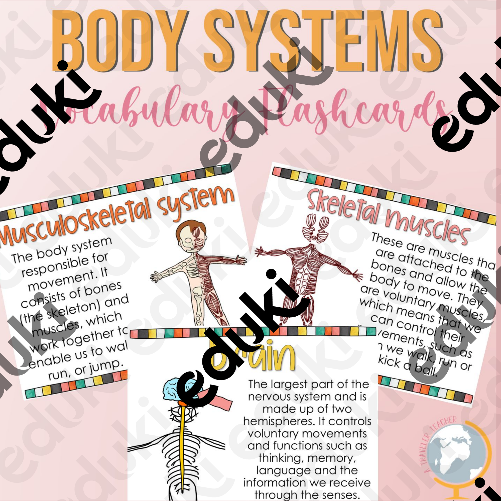 Body Systems Vocabulary Flashcards - material de la siguiente ...