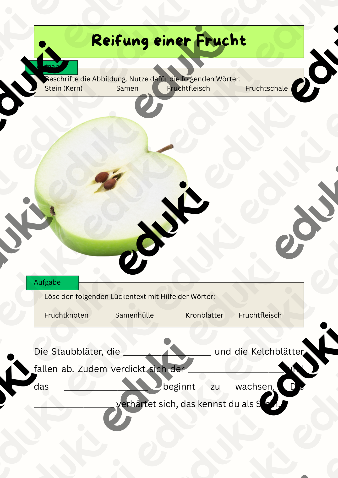 Reifung der Frucht entdecken – Unterrichtsmaterial im Fach Biologie